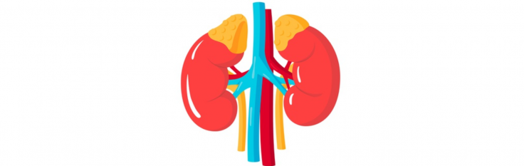 GLÂNDULAS ADRENAIS – Doutora Lais