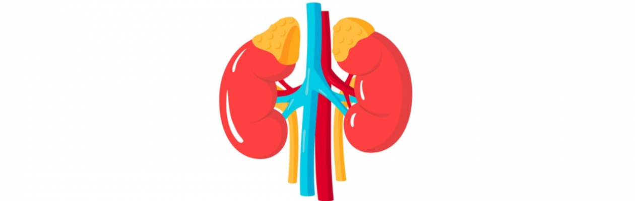 GLÂNDULAS ADRENAIS – Doutora Lais